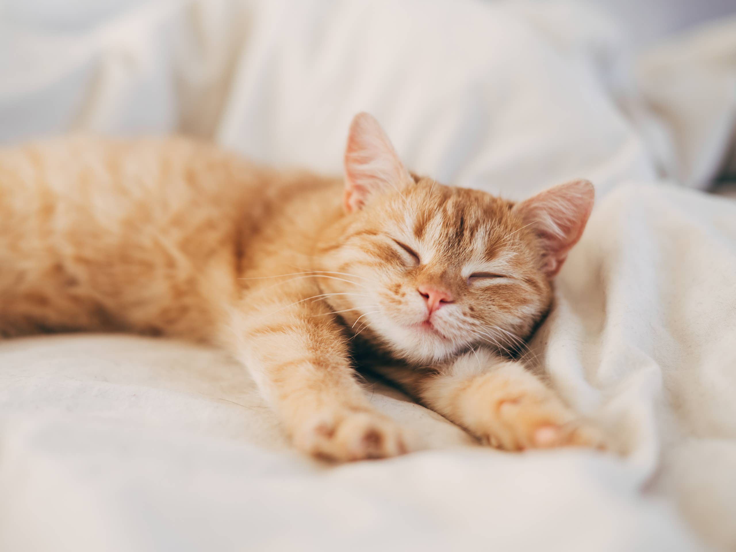 Pet Parents 'Ragebait' Their Orange Cat and the Results Are Hilarious ...