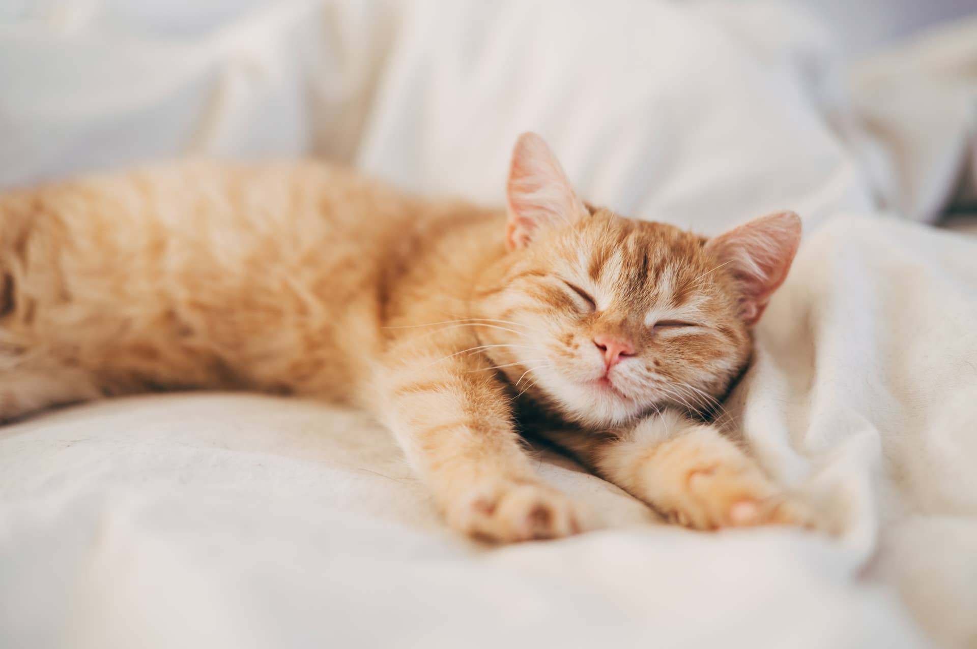 Pet Parents 'Ragebait' Their Orange Cat and the Results Are Hilarious ...