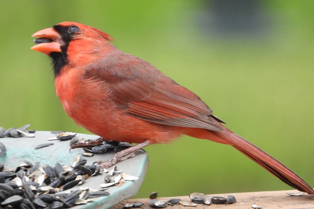 Want Cardinals in Your Yard? Try This One Simple Trick - PetHelpful