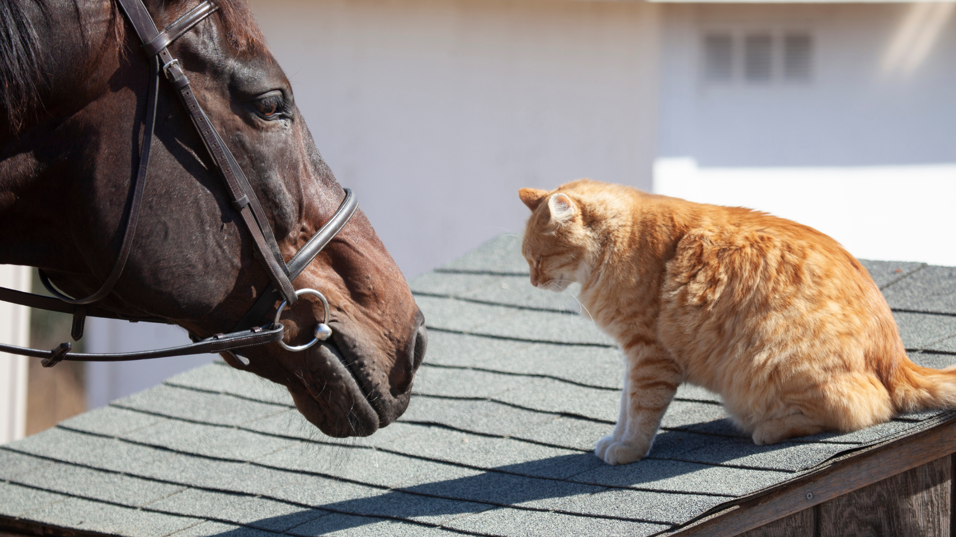 Orange Cat Cozying Up to 'His' Horse Has Everyone Doing a Double Take ...