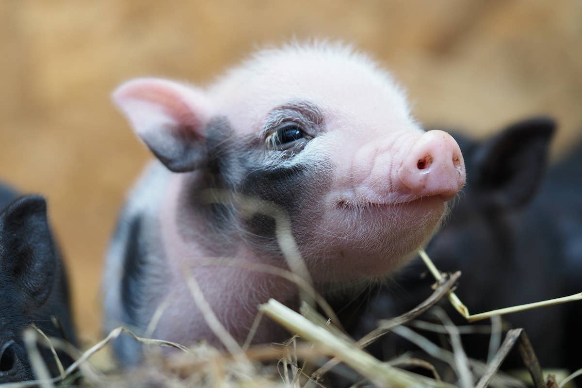 Cow Comforts Laboring Pig and Cleans Newborn Piglets in Viral Video ...