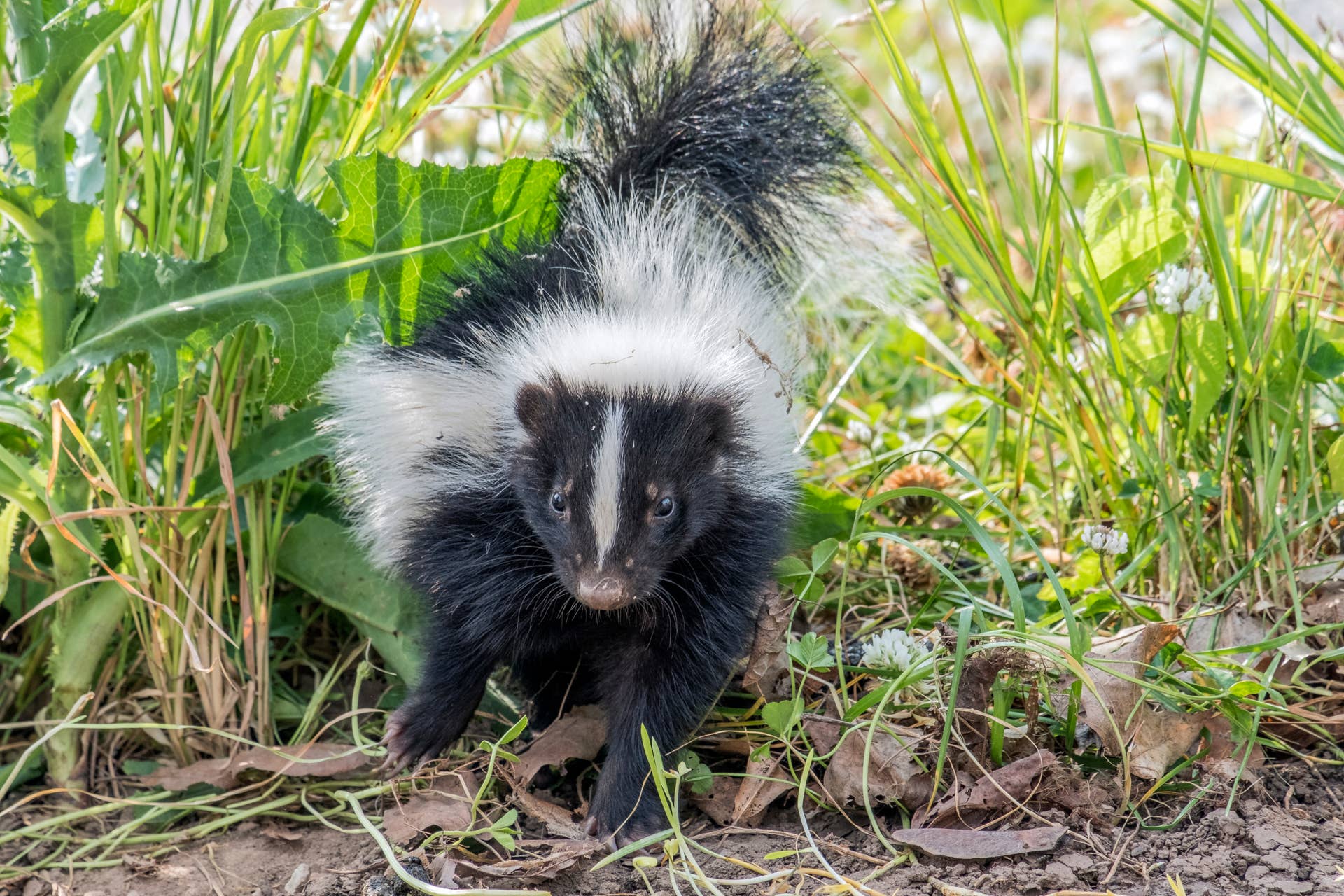 How to Handle a Skunk in Your Yard: Safety Tips for Pets & Humans ...