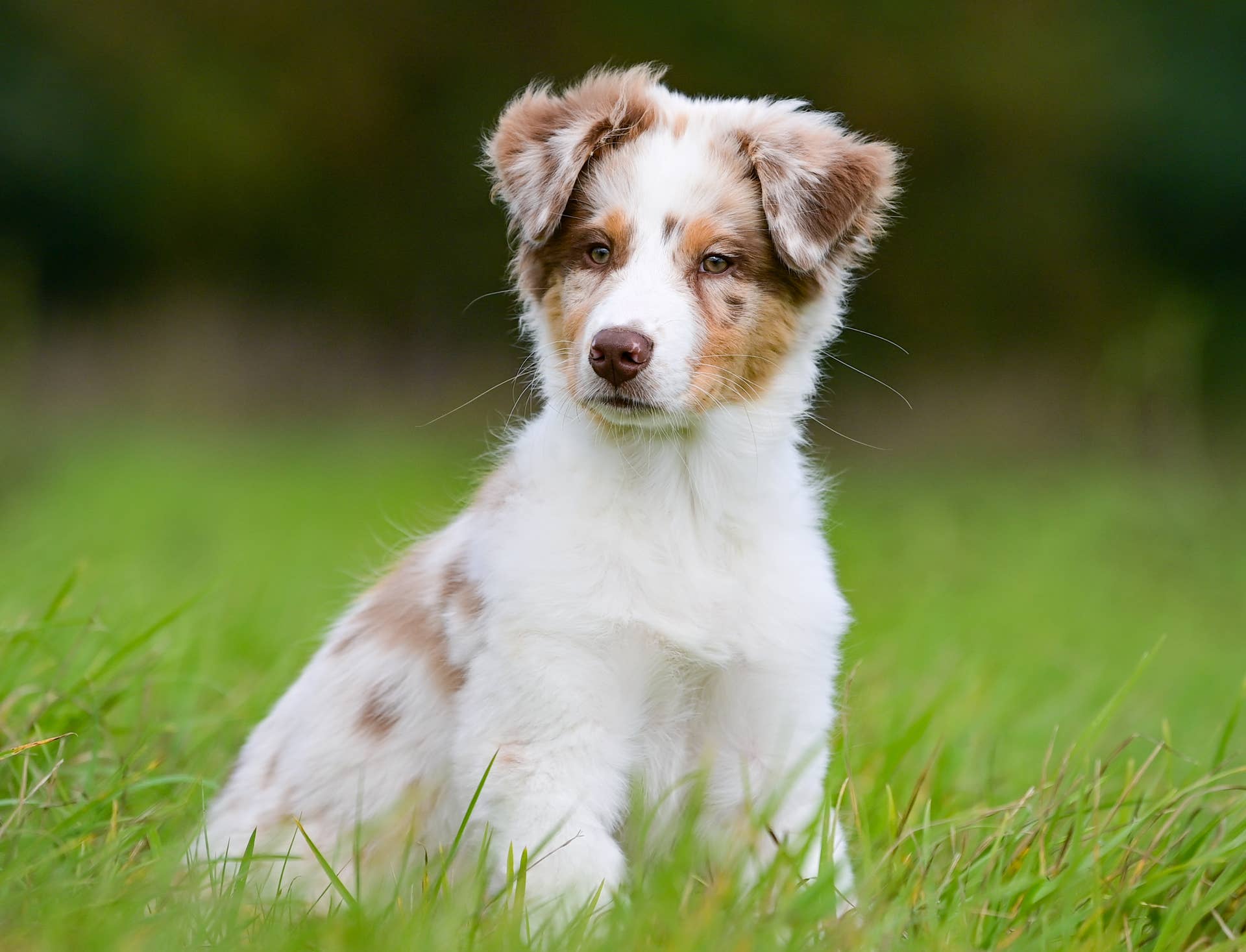 Tiny Australian Shepherd Puppy’s Instant Bond With Orange Cat Has the ...