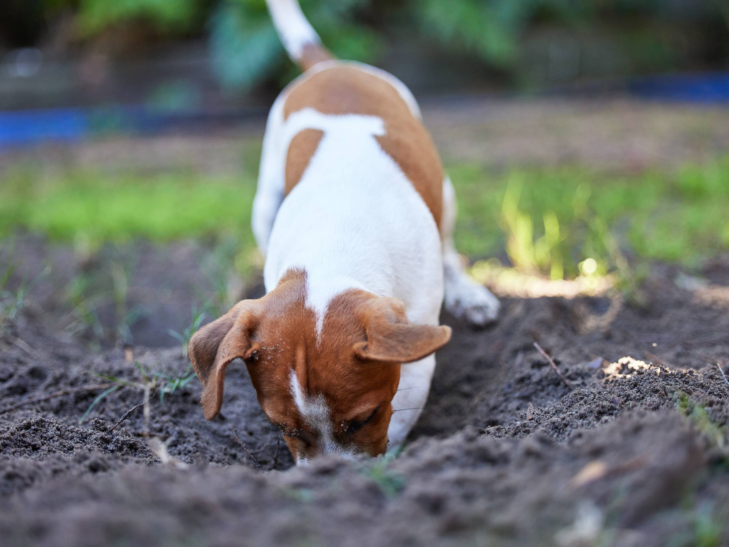 A Clever Dog’s Mind-Blowing Backyard Digging Project Is Breaking the ...