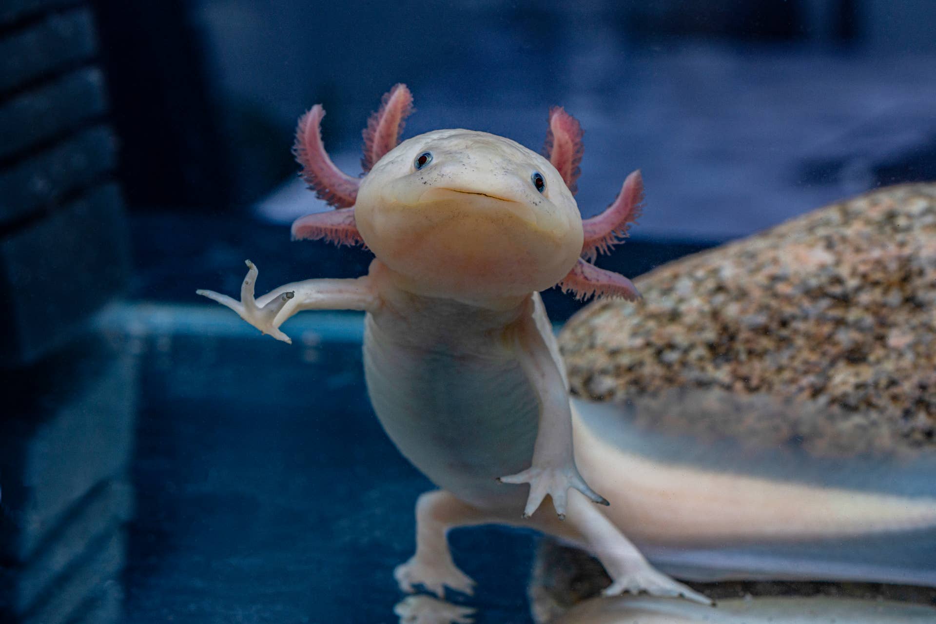 Woman Plays Tic-Tac-Toe With Her Axolotl—and People Can’t Get Enough ...
