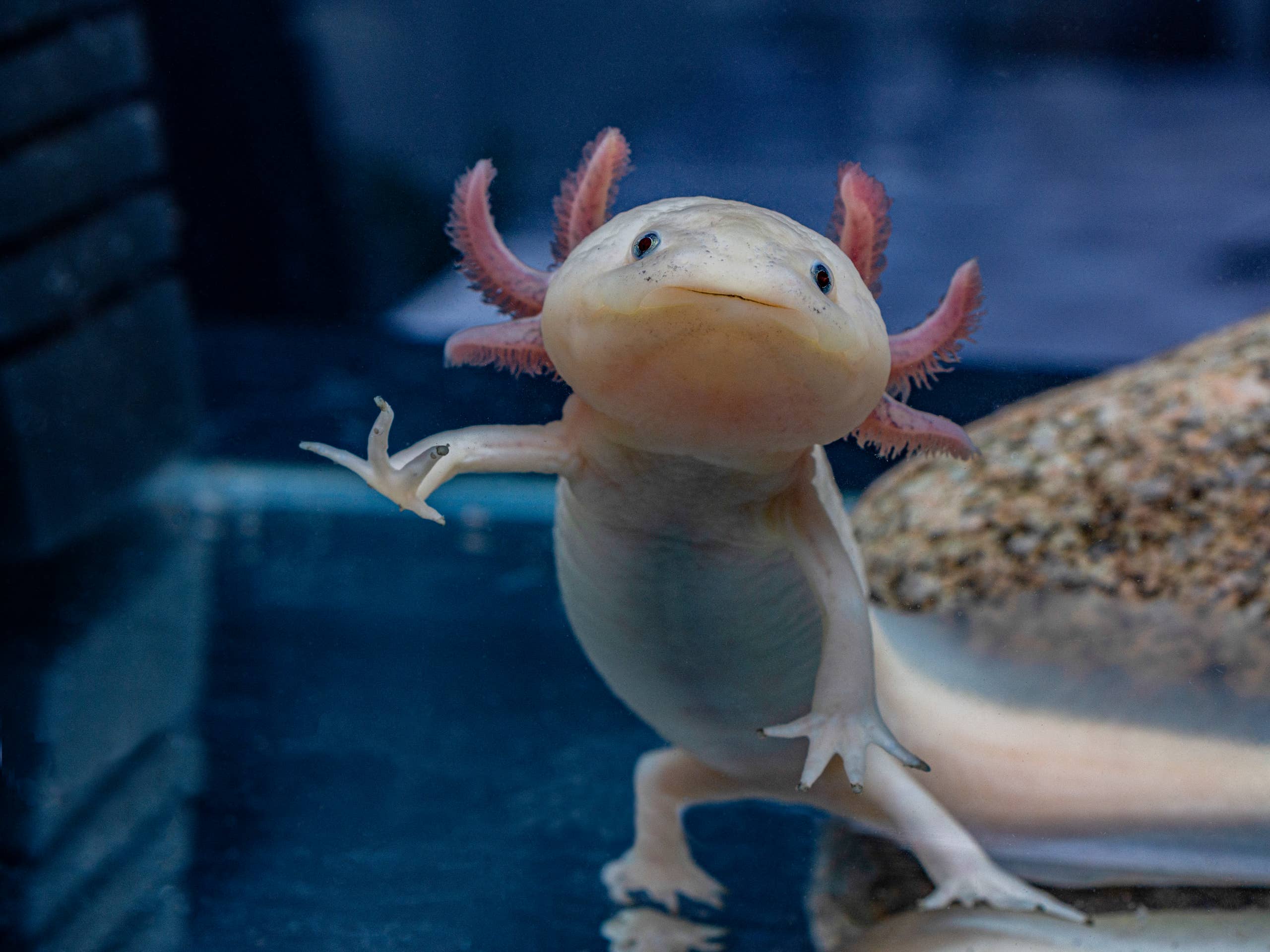 Woman Plays Tic-Tac-Toe With Her Axolotl—and People Can’t Get Enough ...