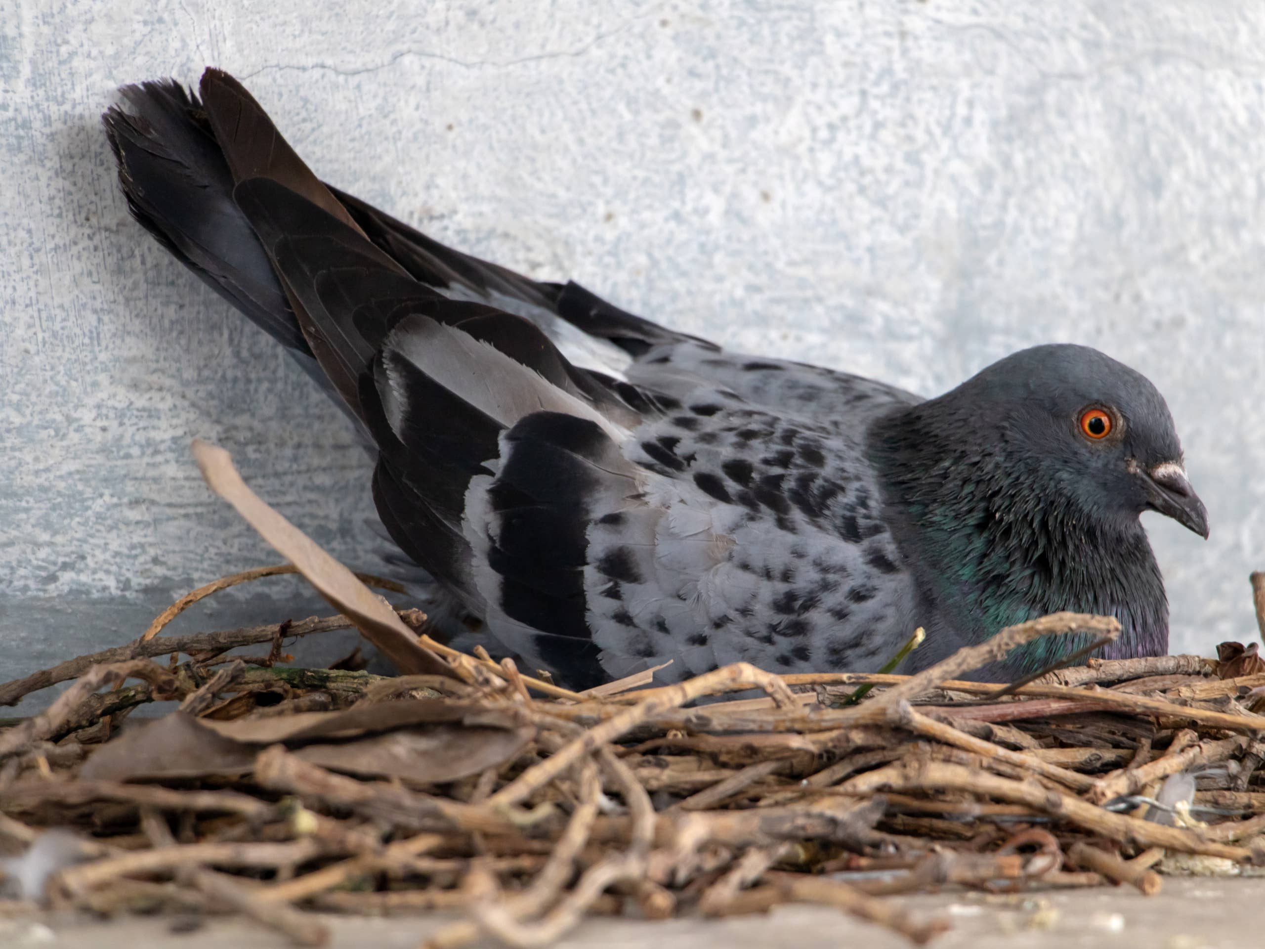Pet Pigeon Proudly Builds Nest for His ‘Baby’ and the Reveal Is ...