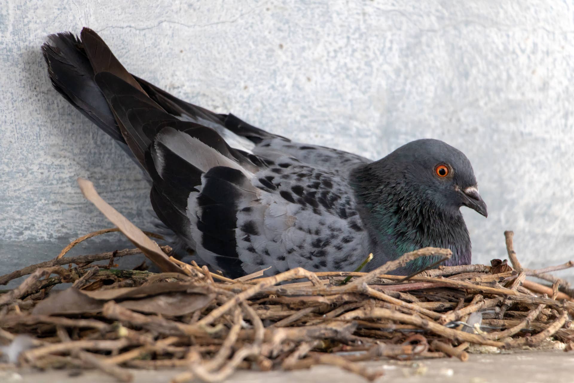 Pet Pigeon Proudly Builds Nest for His ‘Baby’ and the Reveal Is ...