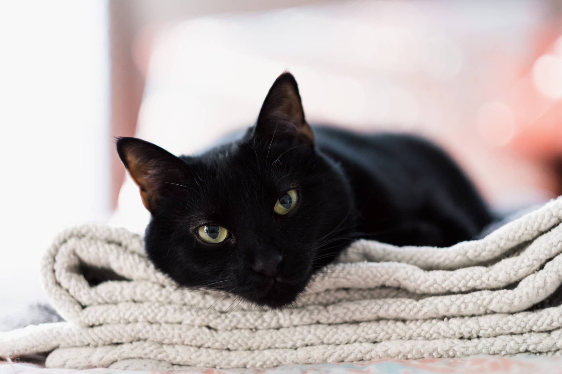 Sweet Black Cat Is Completely Obsessed With the Neighbor’s Cooking ...