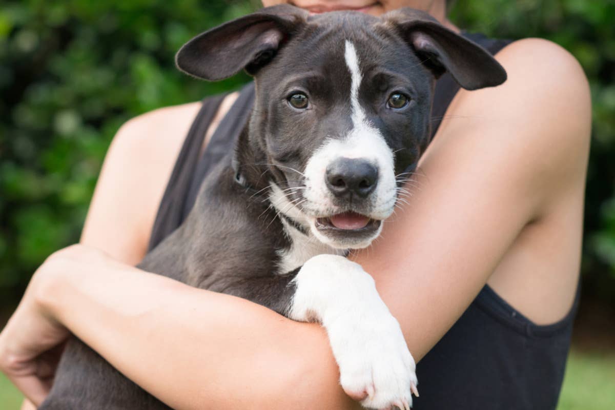 Woman Randomly Guesses Foster Dog’s Real Name and Is Just as Shocked as ...