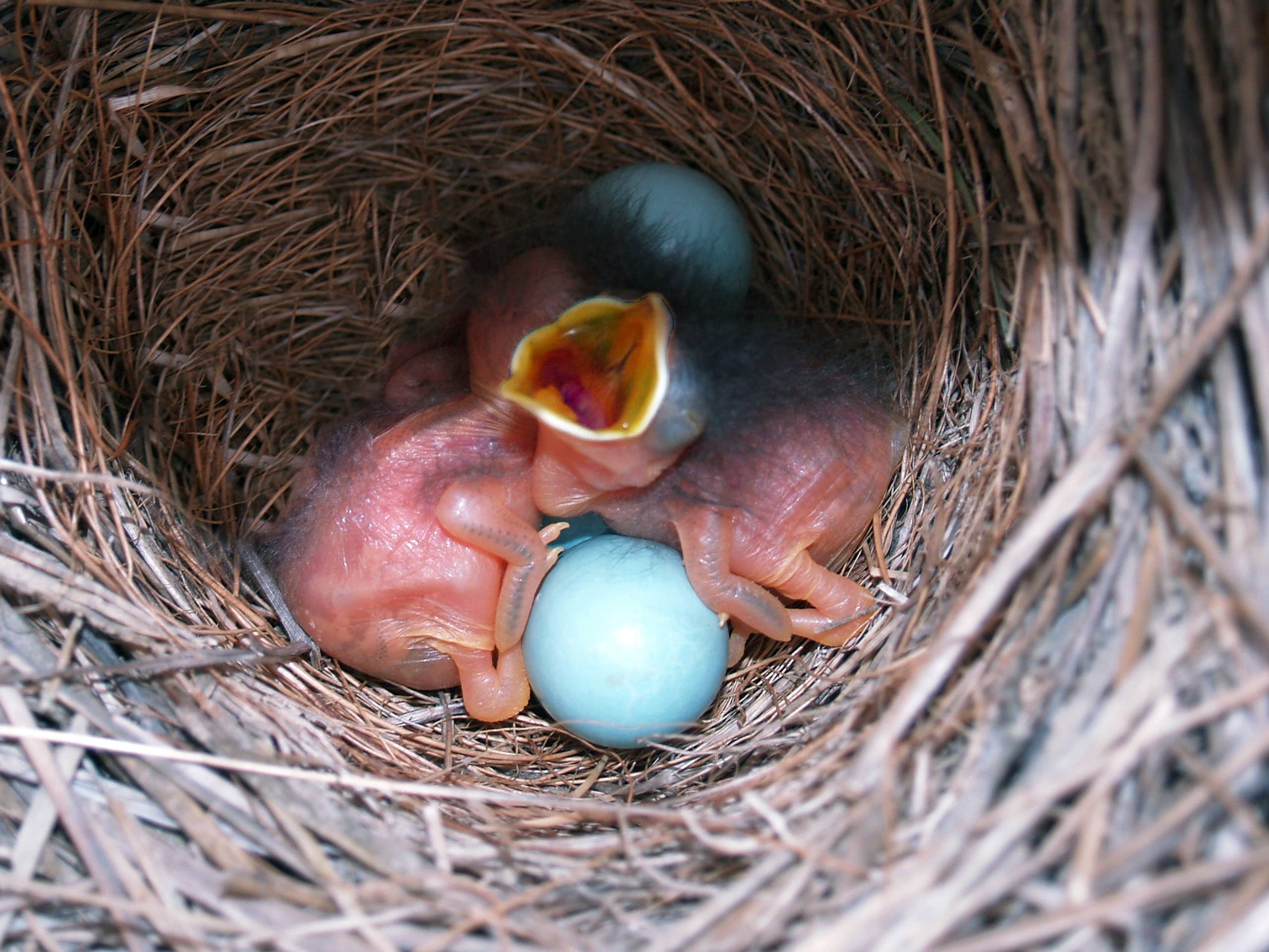 The Miracle of Spring: Watch the Intimate and Peaceful Moment Baby ...