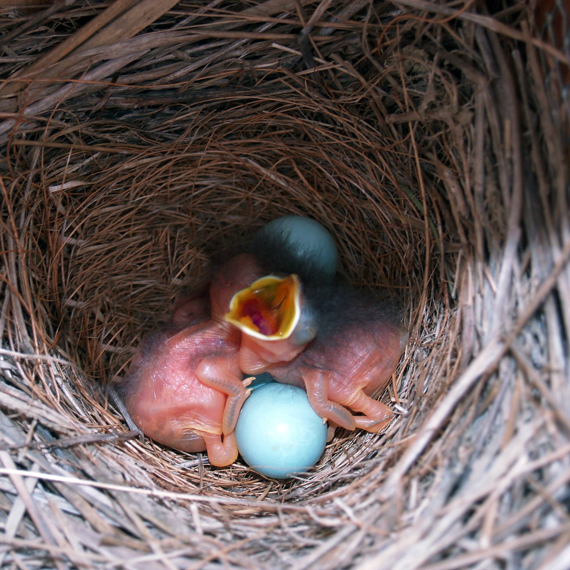The Miracle of Spring: Watch the Intimate and Peaceful Moment Baby ...