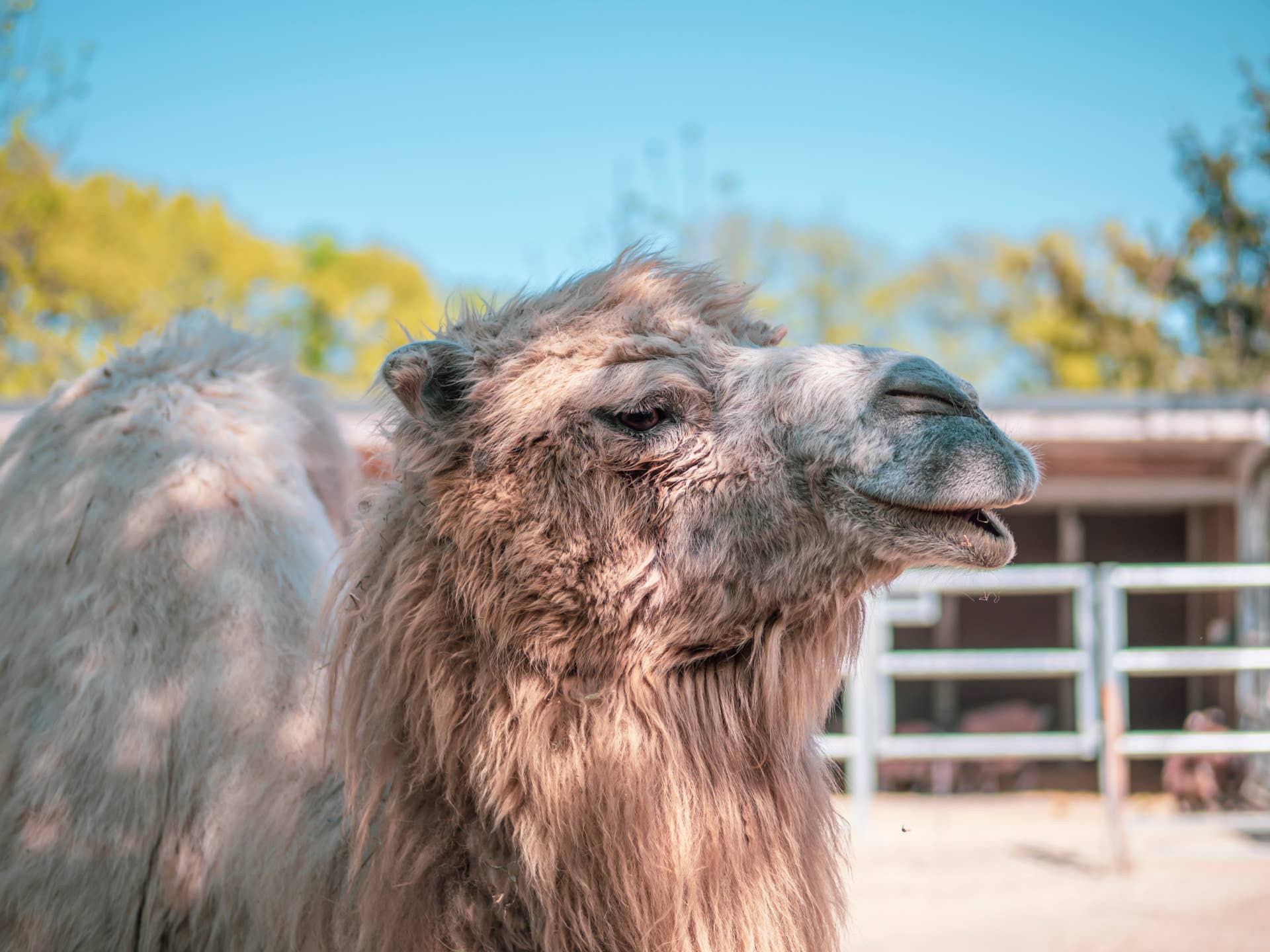 A Camel Joins Its Pit Bull Bestie for Zoomies, and the Internet Is ...