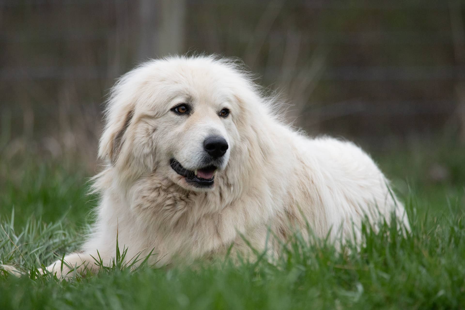 Fearless Great Pyrenees Sends a Grizzly Bear Running in a Real-Life ...