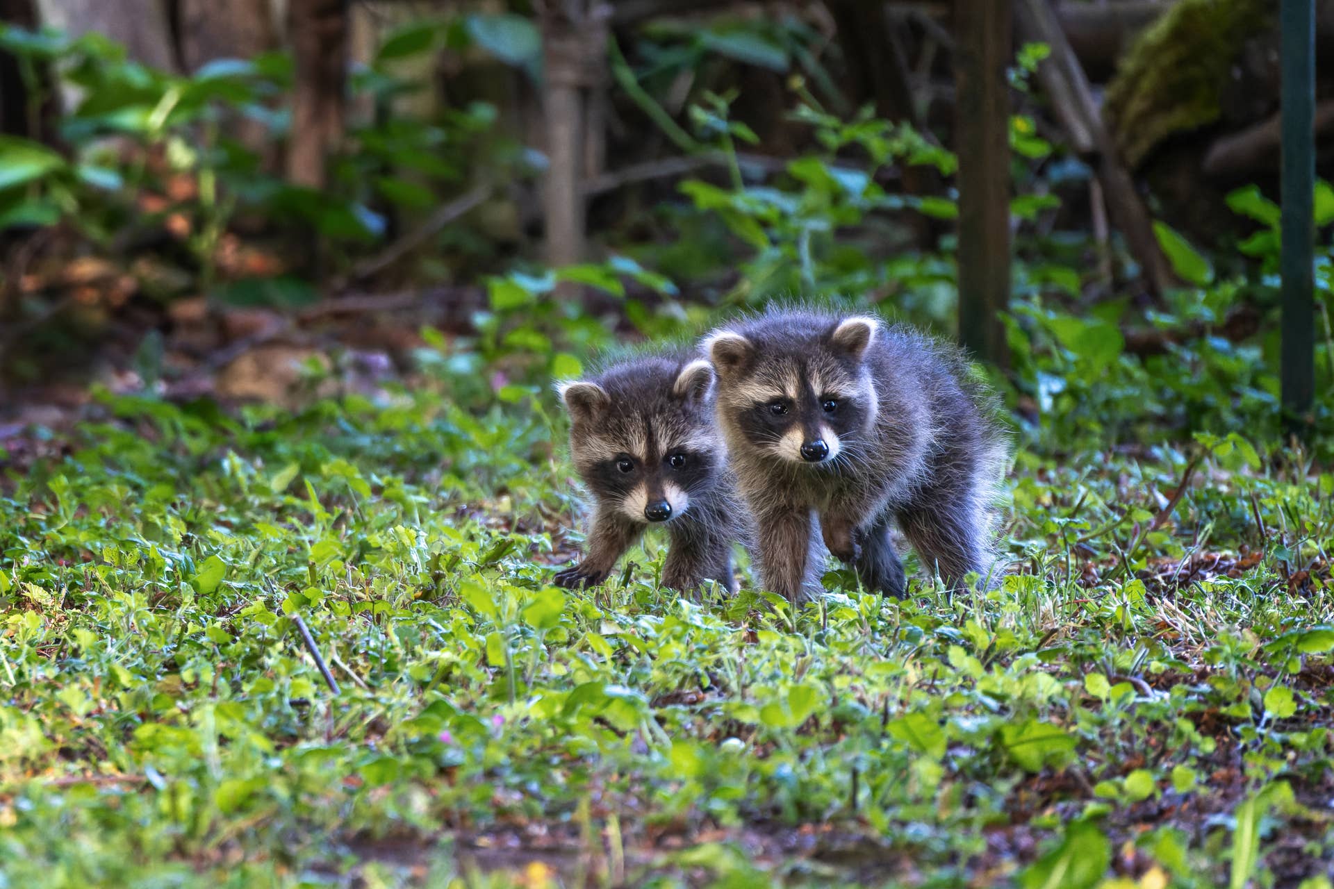 Curious Raccoon Cubs Greet a German Shepherd Like 'Forest Puppies,' and ...