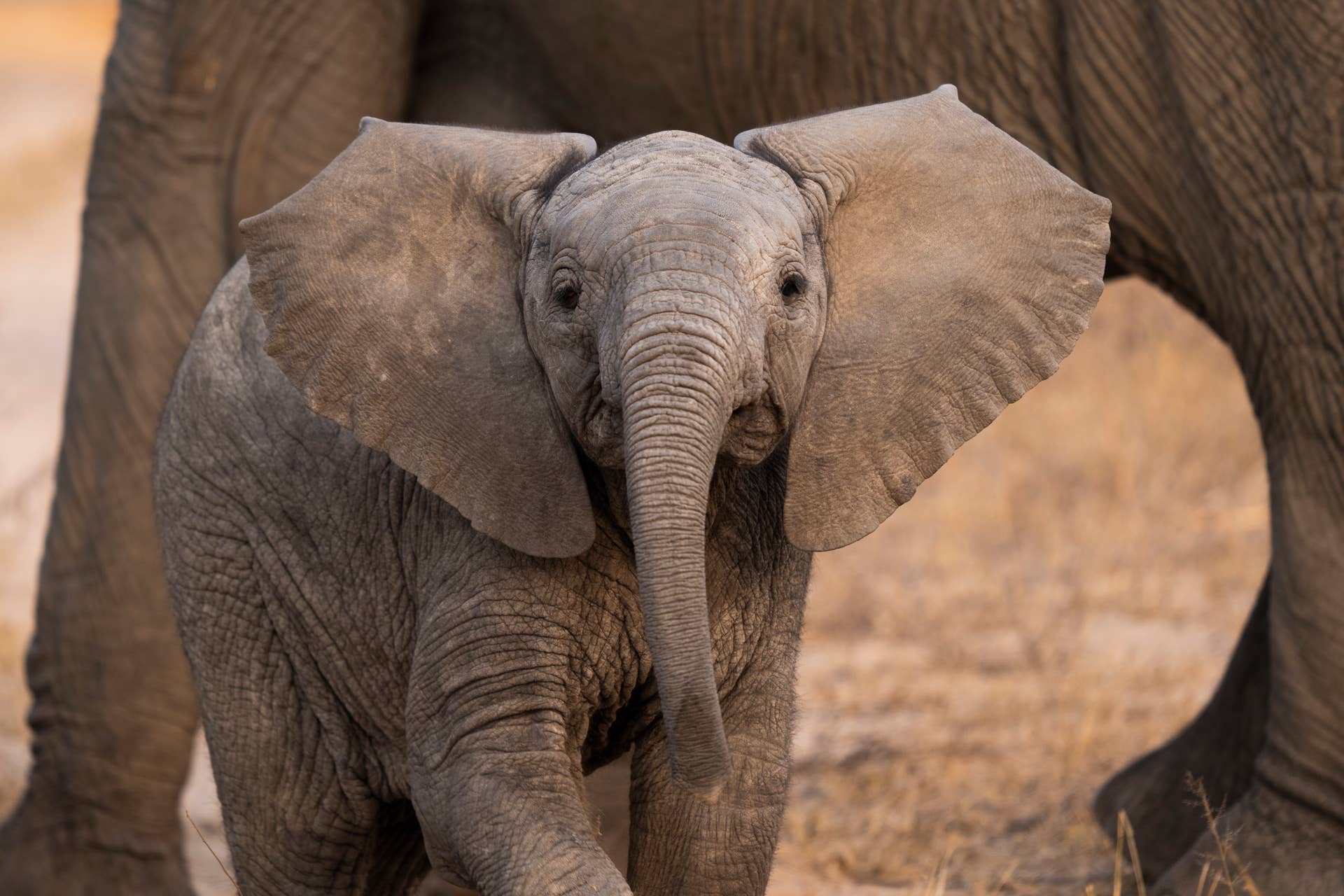 Baby Elephant Ferociously Stood His Ground Against Safari Tourists ...