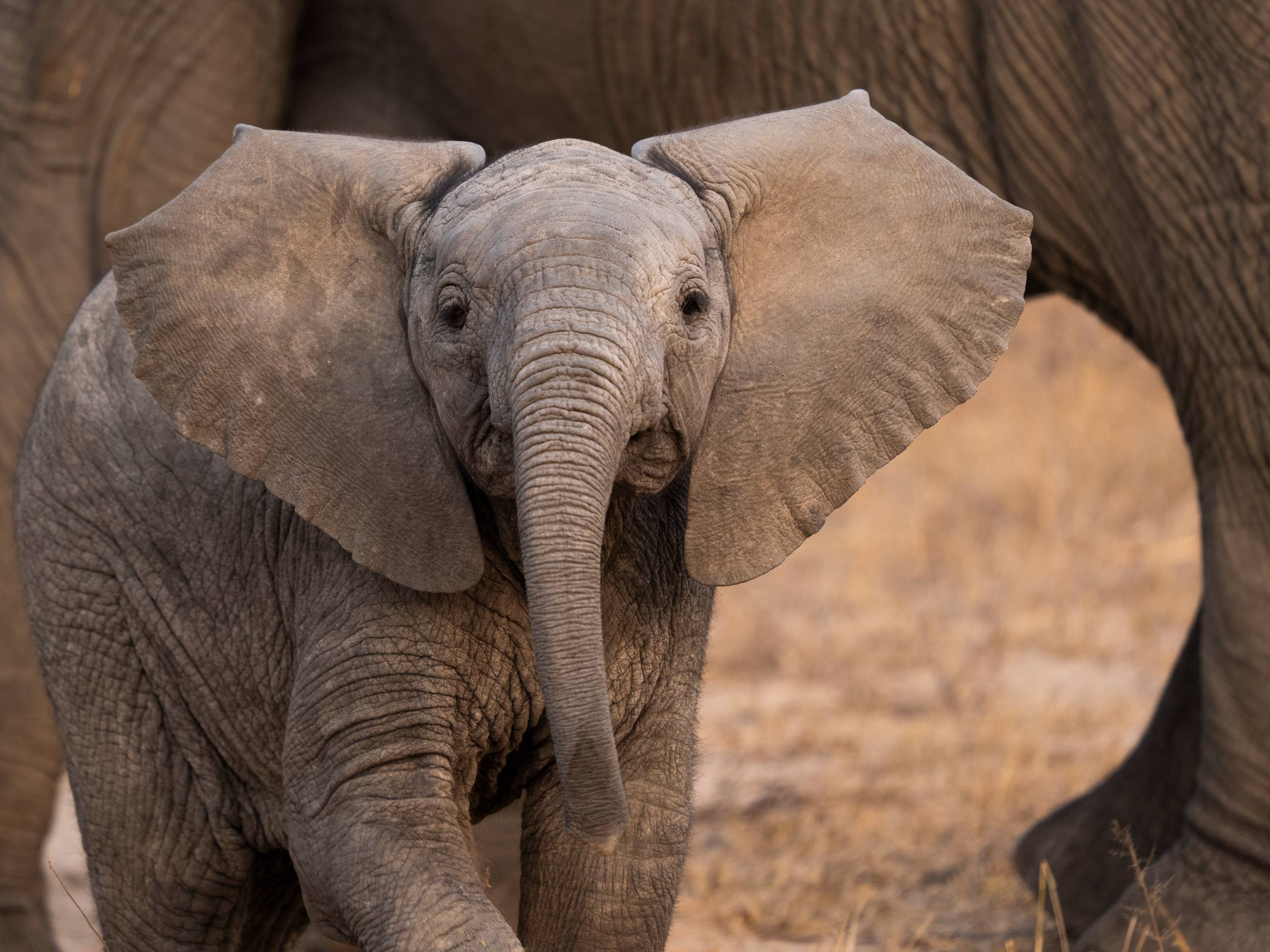 Baby Elephant Ferociously Stood His Ground Against Safari Tourists ...