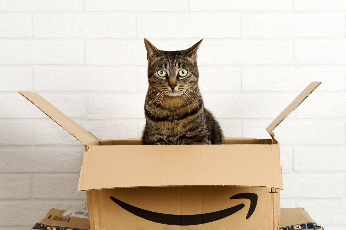 Amazon’s Adorable $16 Cat Bowl Helps Kitties Eat More Comfortably ...
