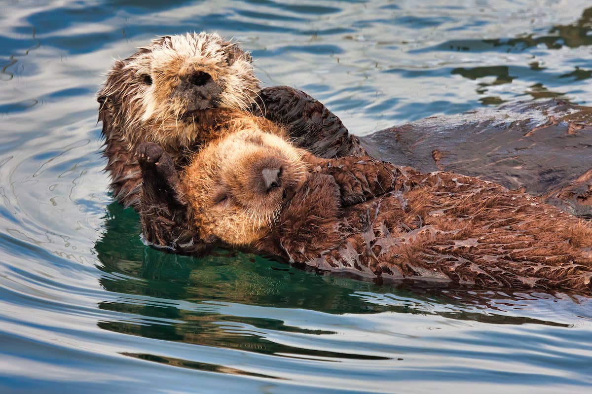 Mama Sea Otter Showing Off Her Tiny Baby Is Melting Hearts Online ...
