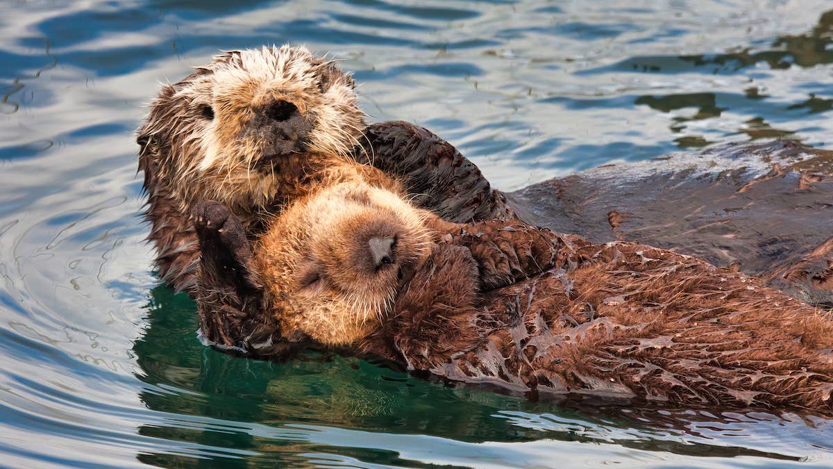 Mama Sea Otter Showing Off Her Tiny Baby Is Melting Hearts Online ...