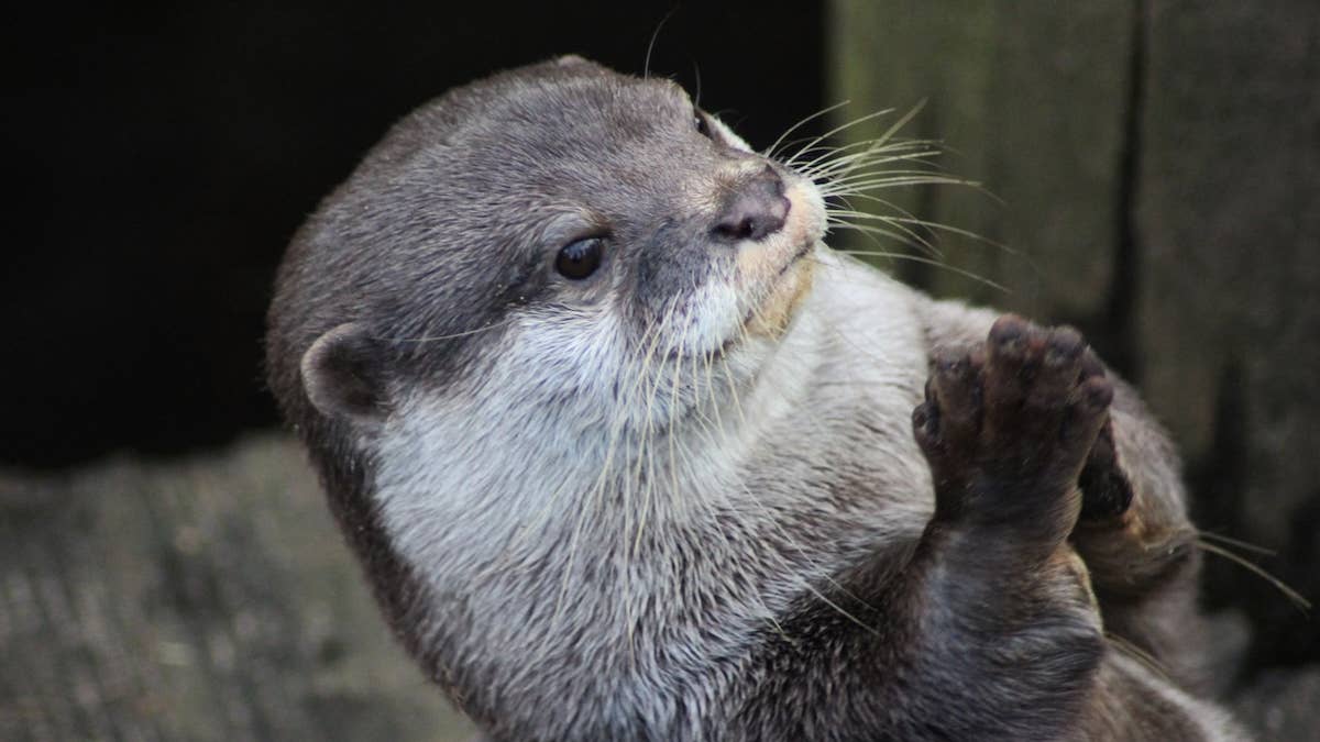 This Otter Swings From a Rope Like It’s the Most Normal Thing in the ...