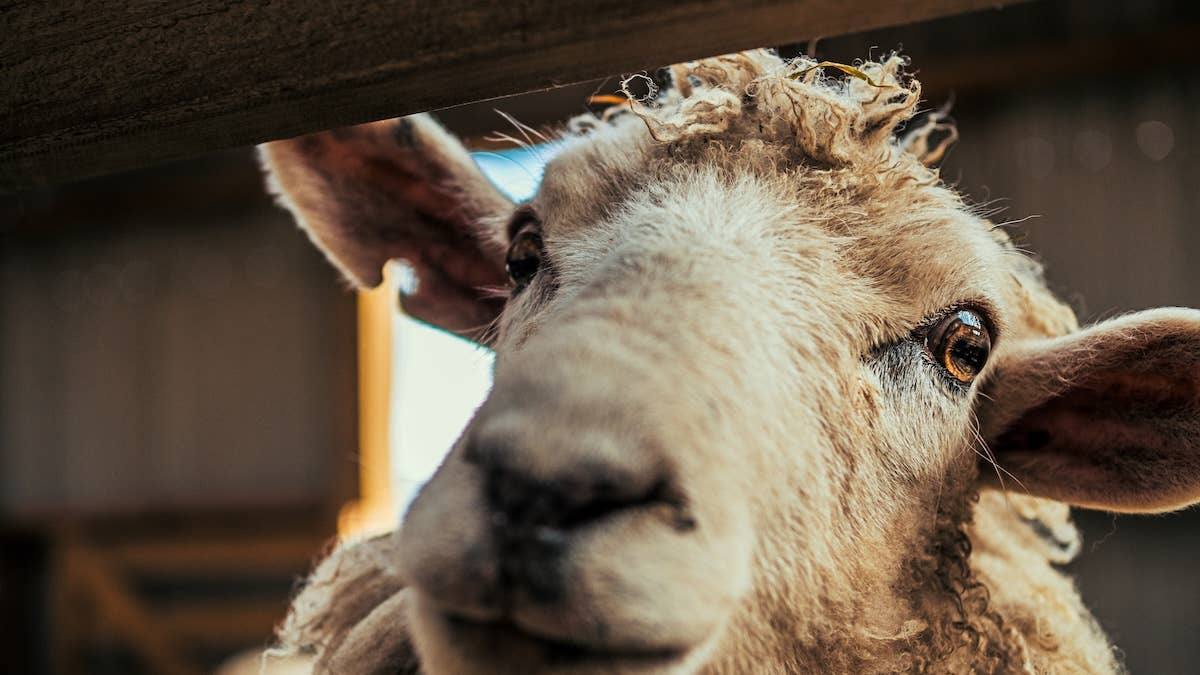 Disabled Rescue Sheep Kiki Melts Hearts Cruising Around in Her Mobility ...