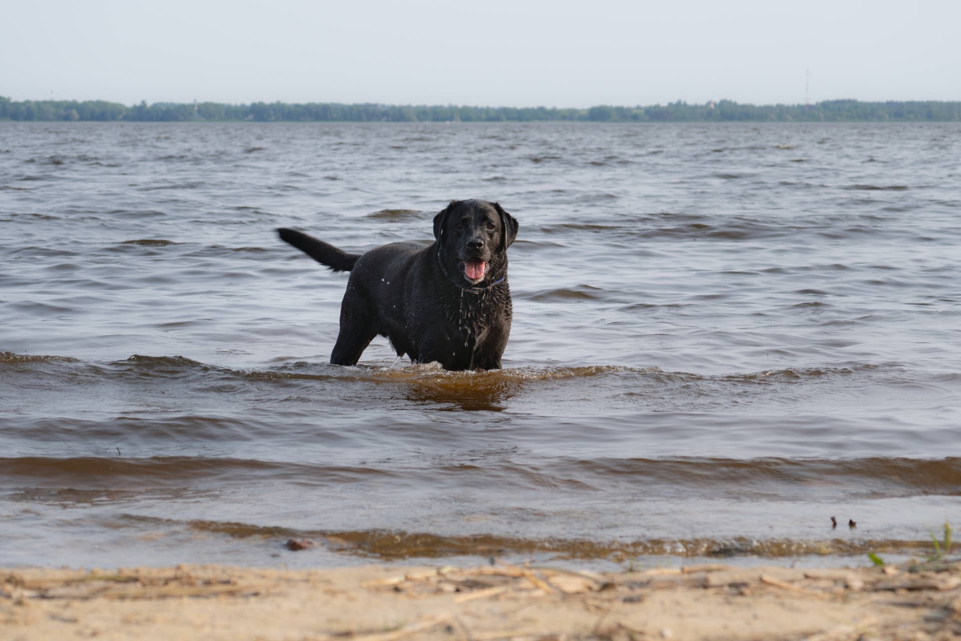 This Adorable, Clumsy Labrador Retriever Might Be the Least Coordinated ...