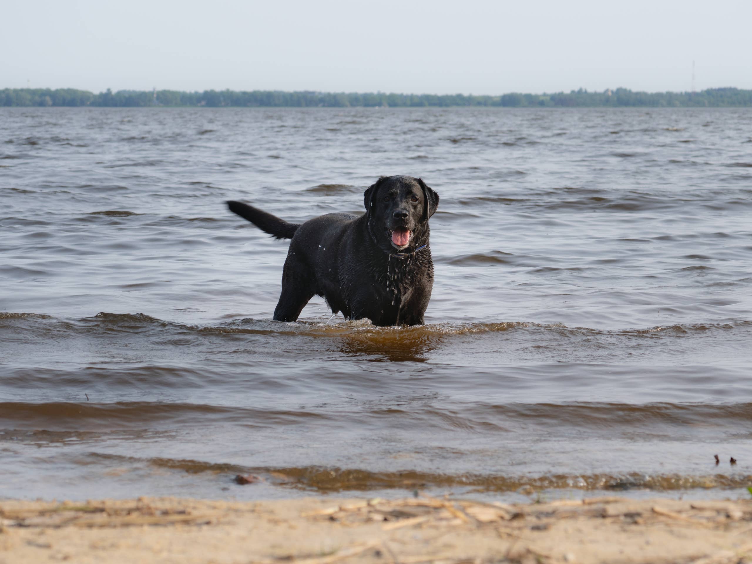 This Adorable, Clumsy Labrador Retriever Might Be the Least Coordinated ...