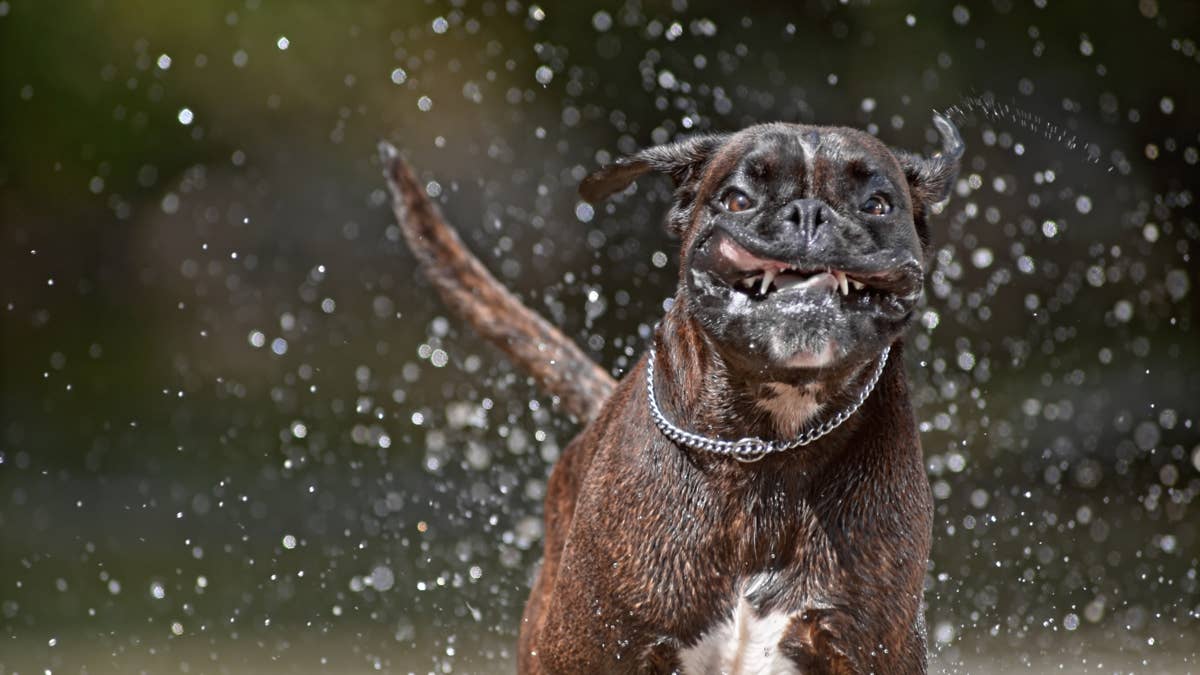 Boxer’s Pure Joy Over New Water Fountain Toy Is Absolutely Priceless ...