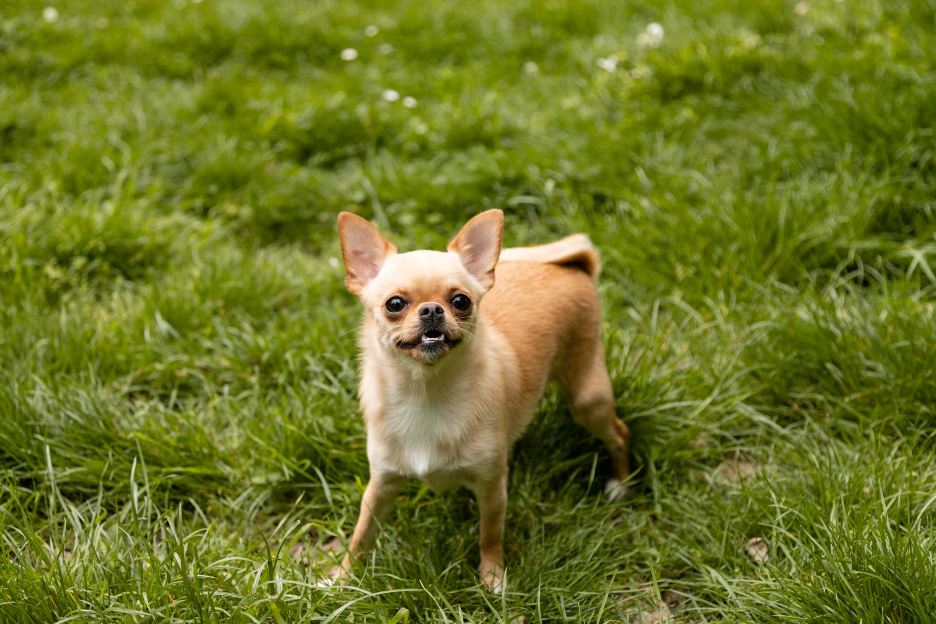 Tiny Dog Shamelessly Steals Food Delivery From Porch, and Shows Zero ...