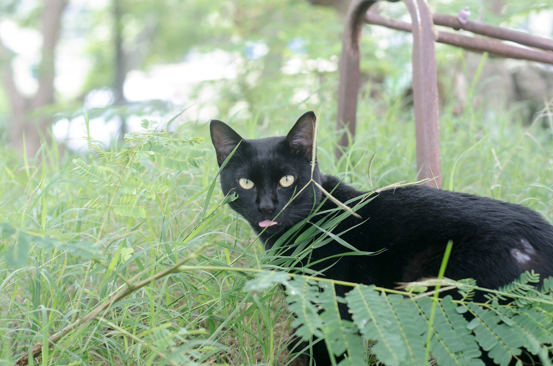 Black Cat and Fox Playing Hide-and-Seek in a Garden Is Peak Backyard ...