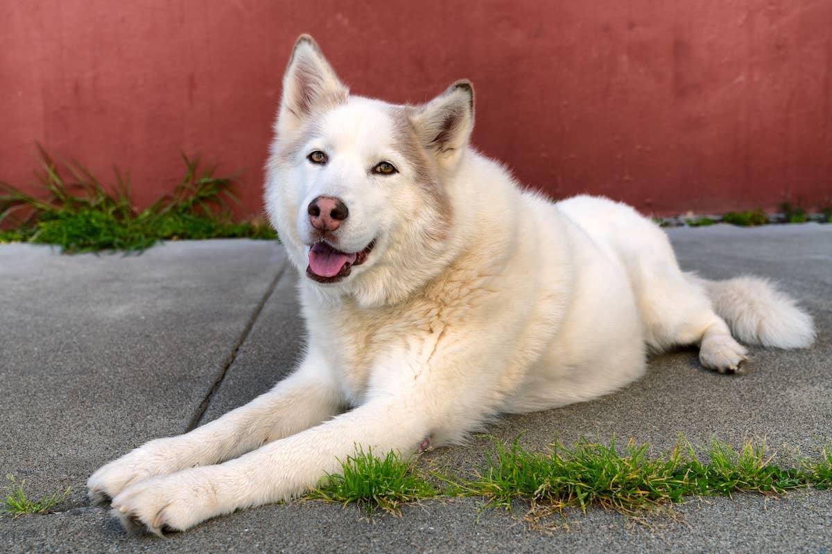 3-Legged Husky Who Keeps Having Meet-and-Greets Canceled Has 'So Much ...
