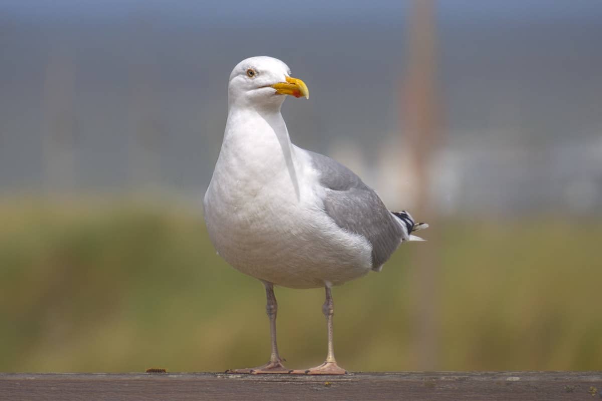 Injured Seagull Walks up to Woman Begging for Help—What She Did Next Is ...