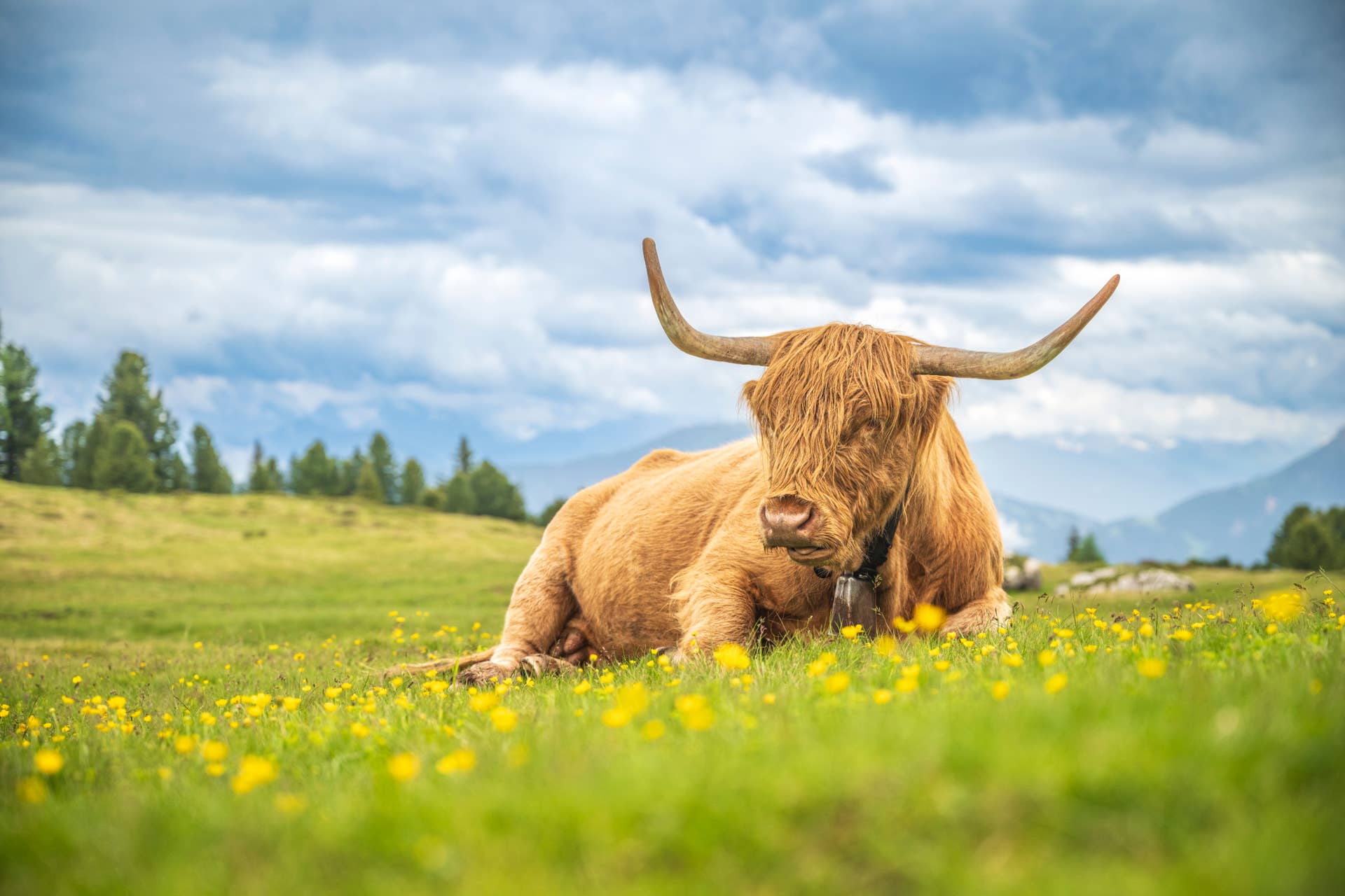 Highland Cow Can't Contain Her Zoomies When It's Time to Eat - PetHelpful