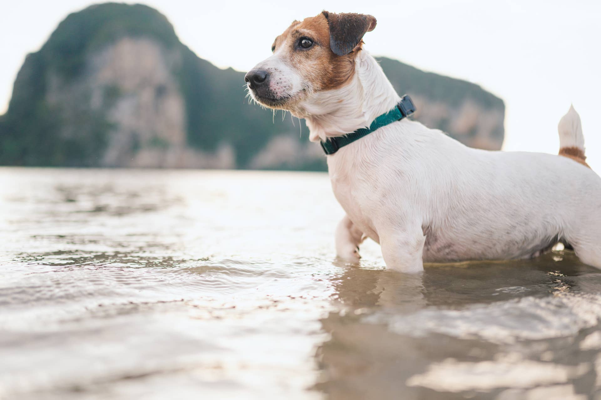 Fearless Little Jack Russell Terrier Tries Taking on a Giant Sea Lion ...