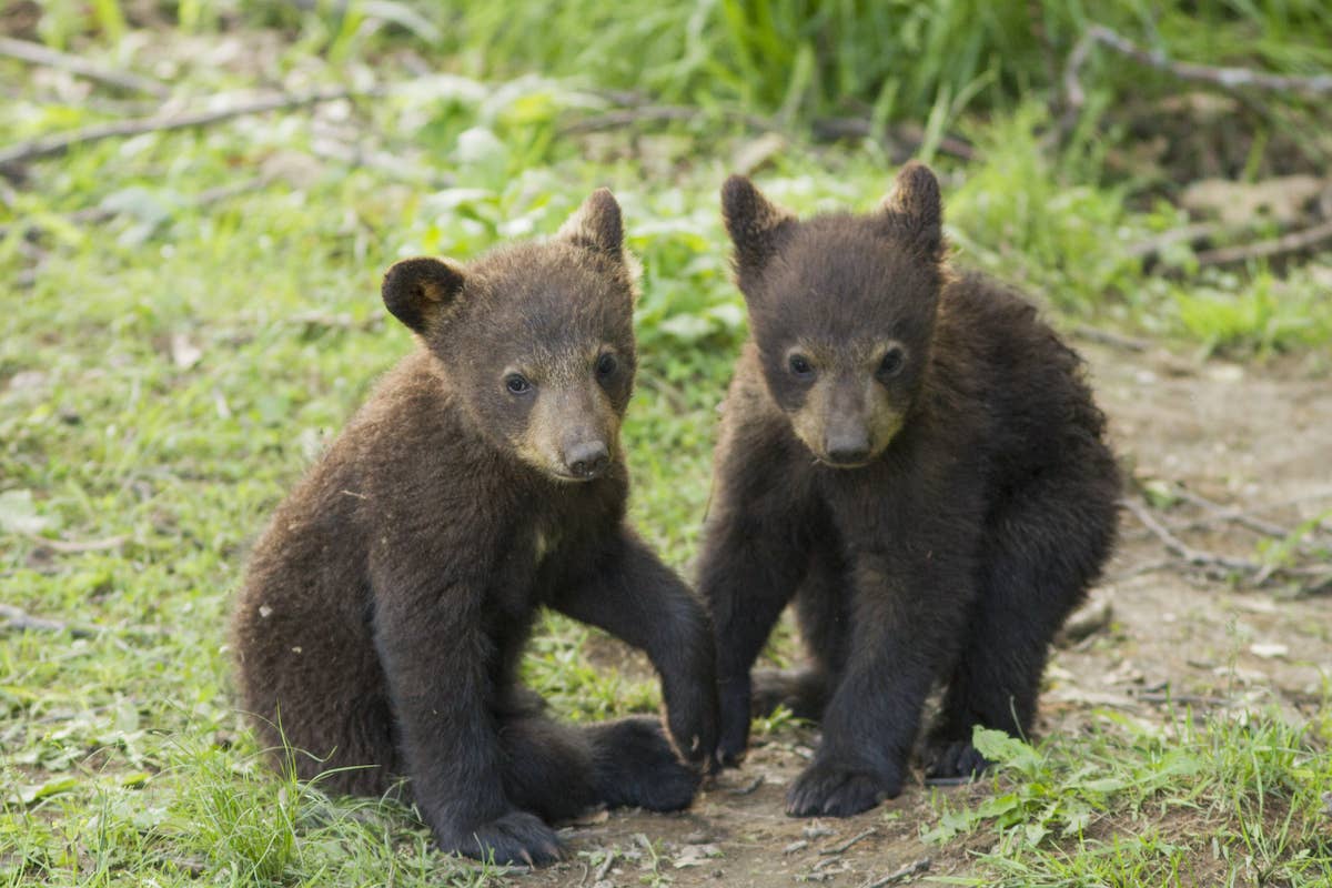 Four Tiny Bear Cubs Were Caught ‘Purring’ While Nursing—and People Can ...