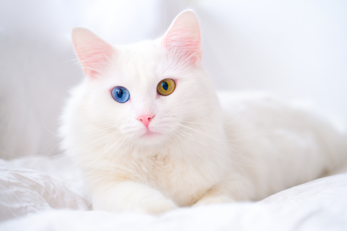 7 Beautiful Angora Cat Breeds Every Cat Lover Should Know - PetHelpful