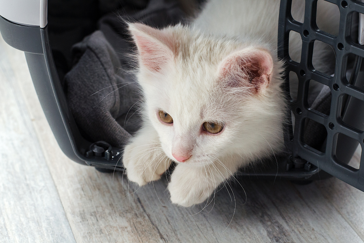 7 Beautiful Angora Cat Breeds Every Cat Lover Should Know - PetHelpful