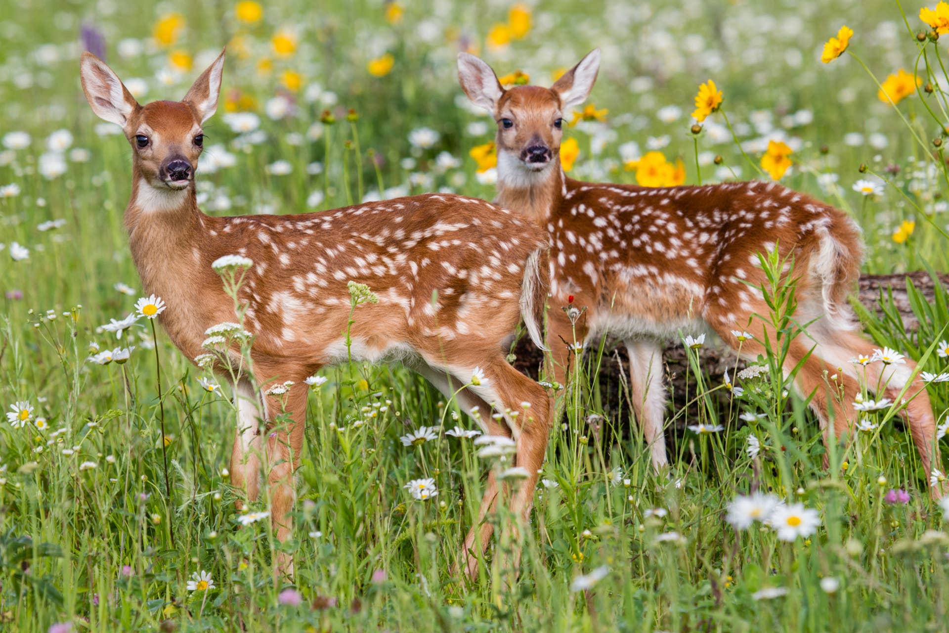 Man Tries Moving Baby Deer From the Middle of the Road, but One Fawn ...
