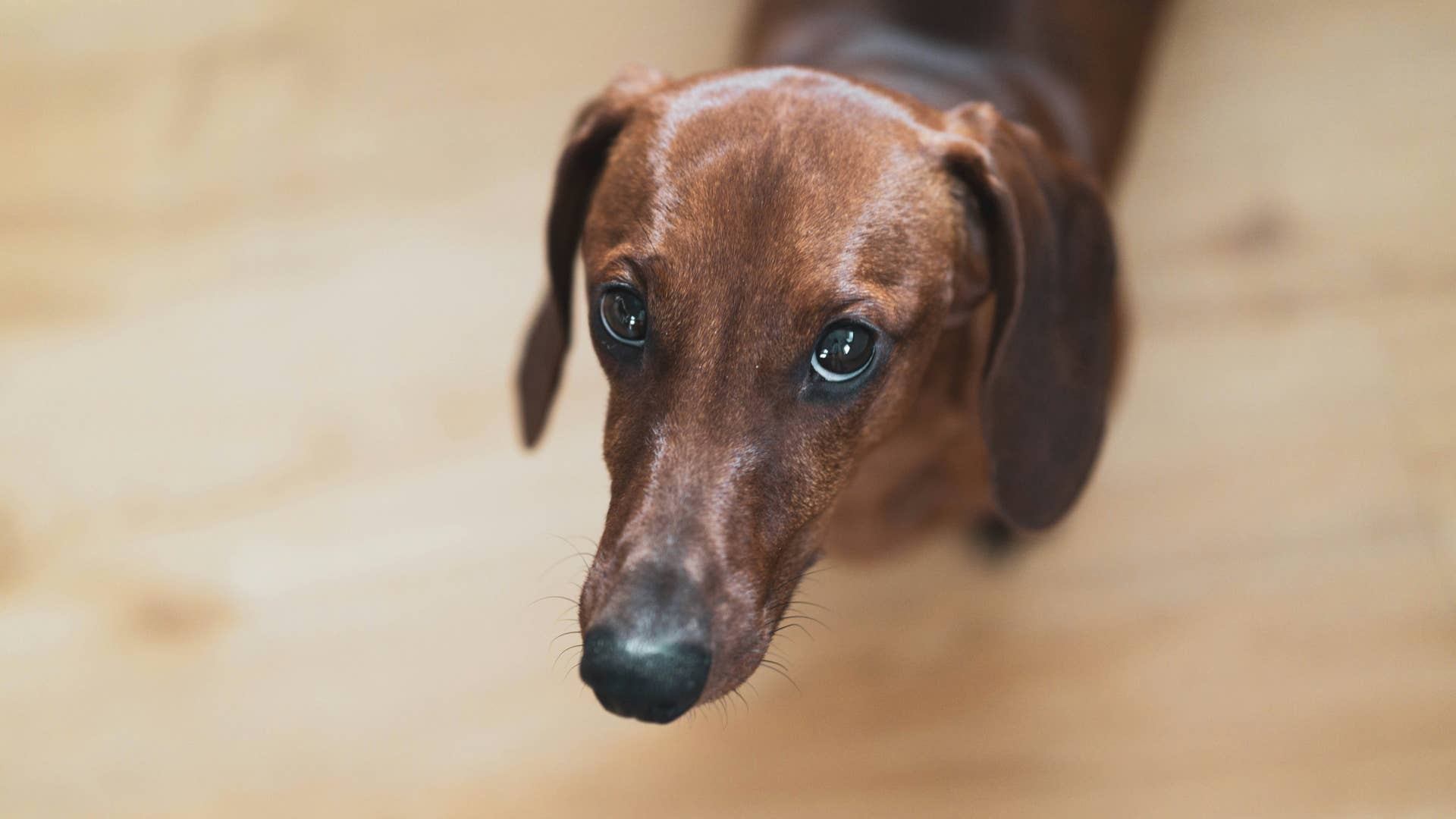 Mini Dachshund Has Serious Opinion About Overalls and Straw Hat ...
