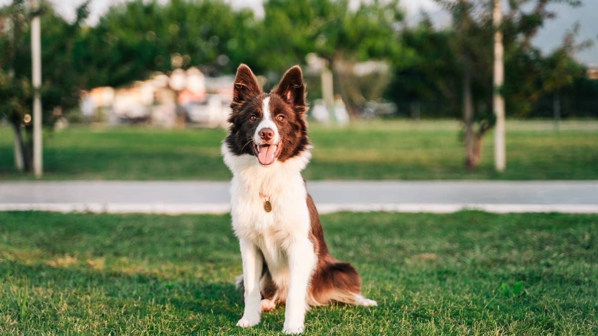 Border Collie Mix’s Gentle Reaction to Abandoned Baby Opossum During ...