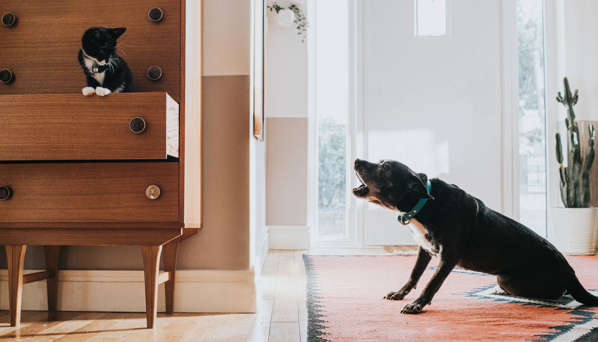 Ongoing ‘Beef’ Between Deaf Dog and Cat Siblings Is the Wholesome Chaos ...