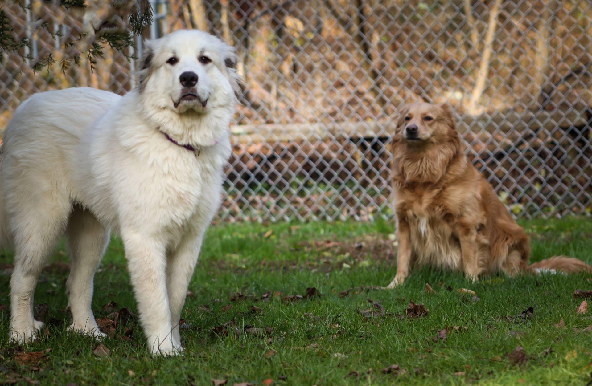 This Massive Great Pyrenees Taking Golden Retriever Sister for a Walk ...