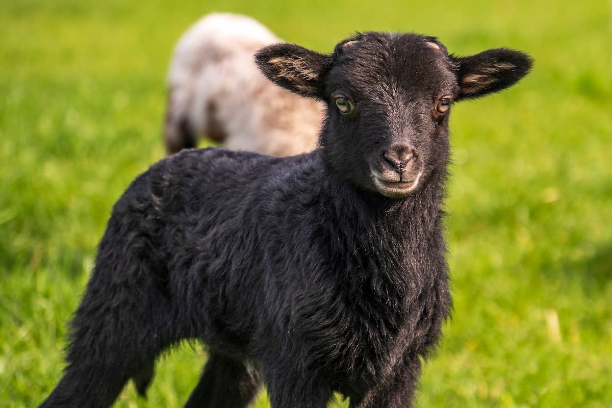 Tiny Lamb Learns Tricks Like a Dog—and People Can’t Believe It - PetHelpful