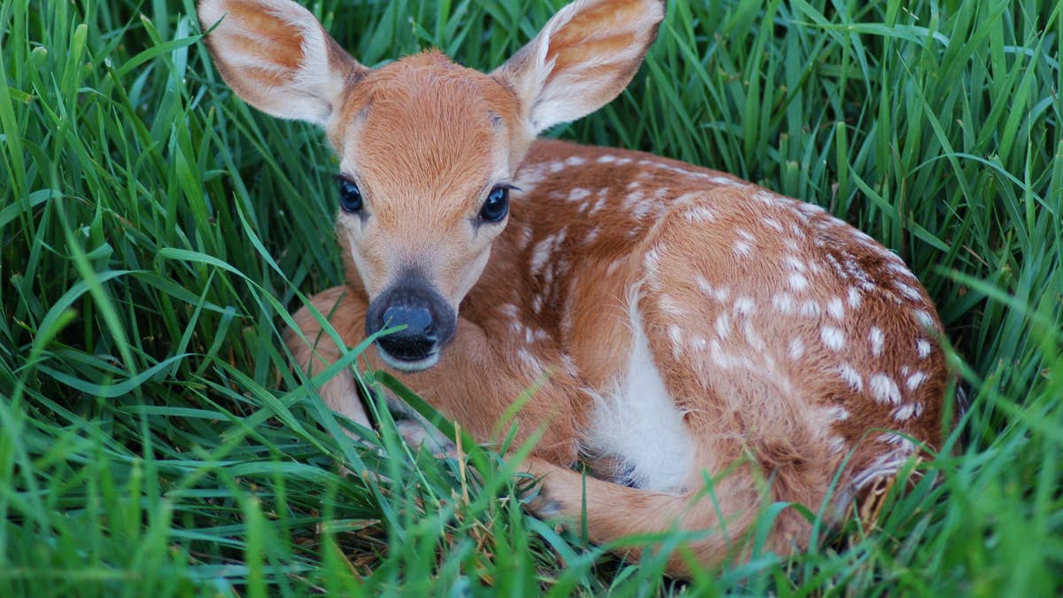 Rejected Baby Fawn Couldn’t Nurse Because of His Overbite—Then Rescuers ...