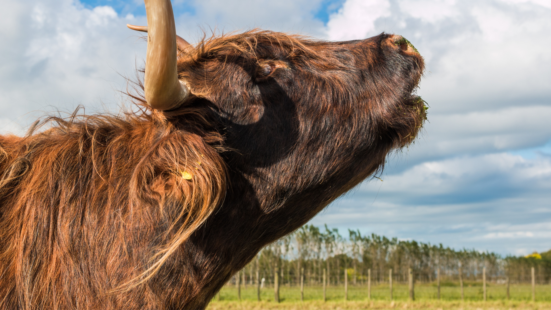Ponies & Cows Get Loose in the Neighborhood—and Exactly Nobody Is ...