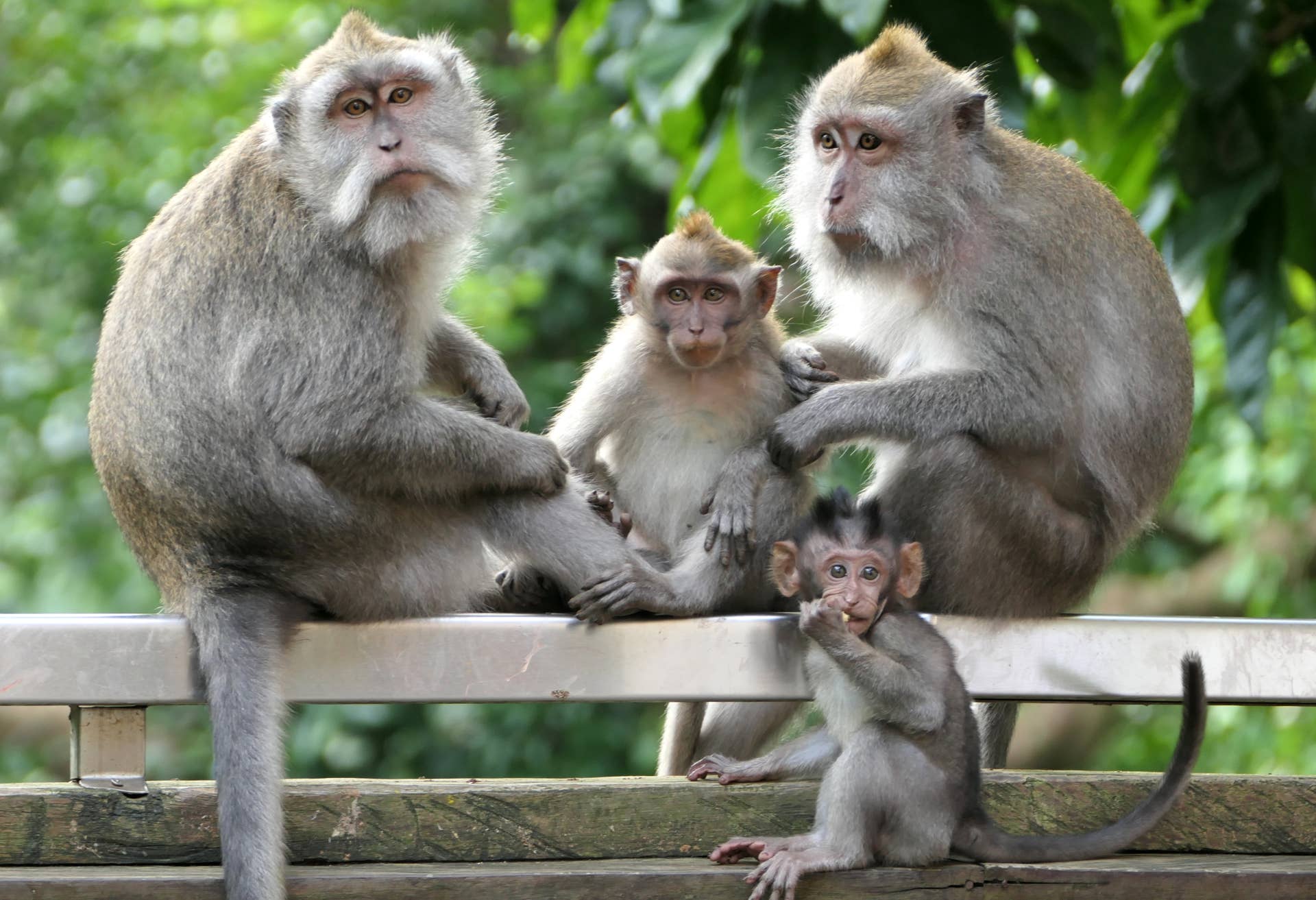 These Monkeys Had Never Seen a Prosthetic Leg Before, and Their ...