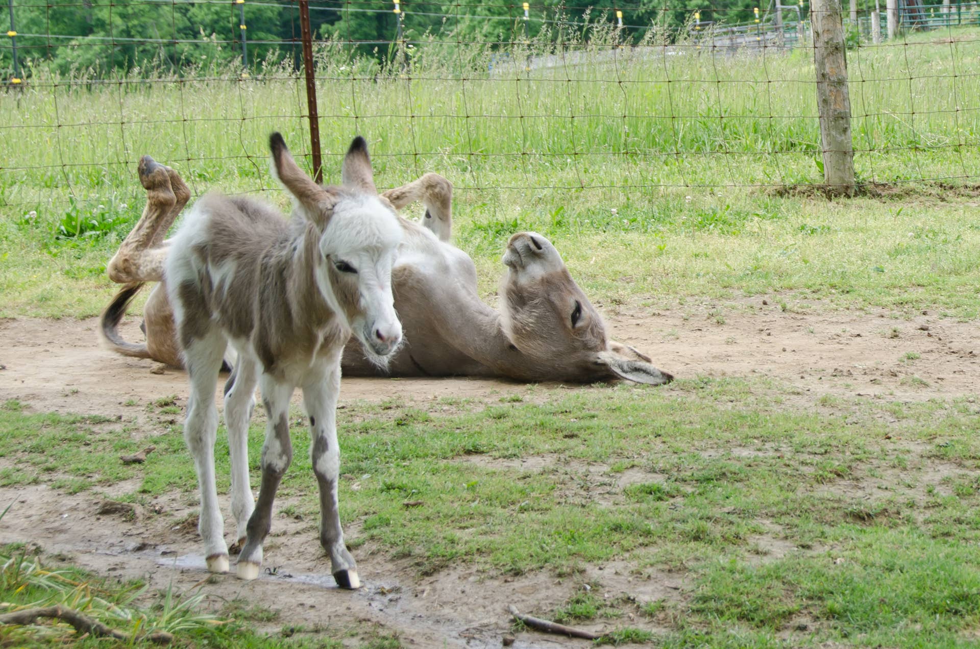 Miniature Donkey Baby’s Freak Out While Learning How To Cross a Bridge ...