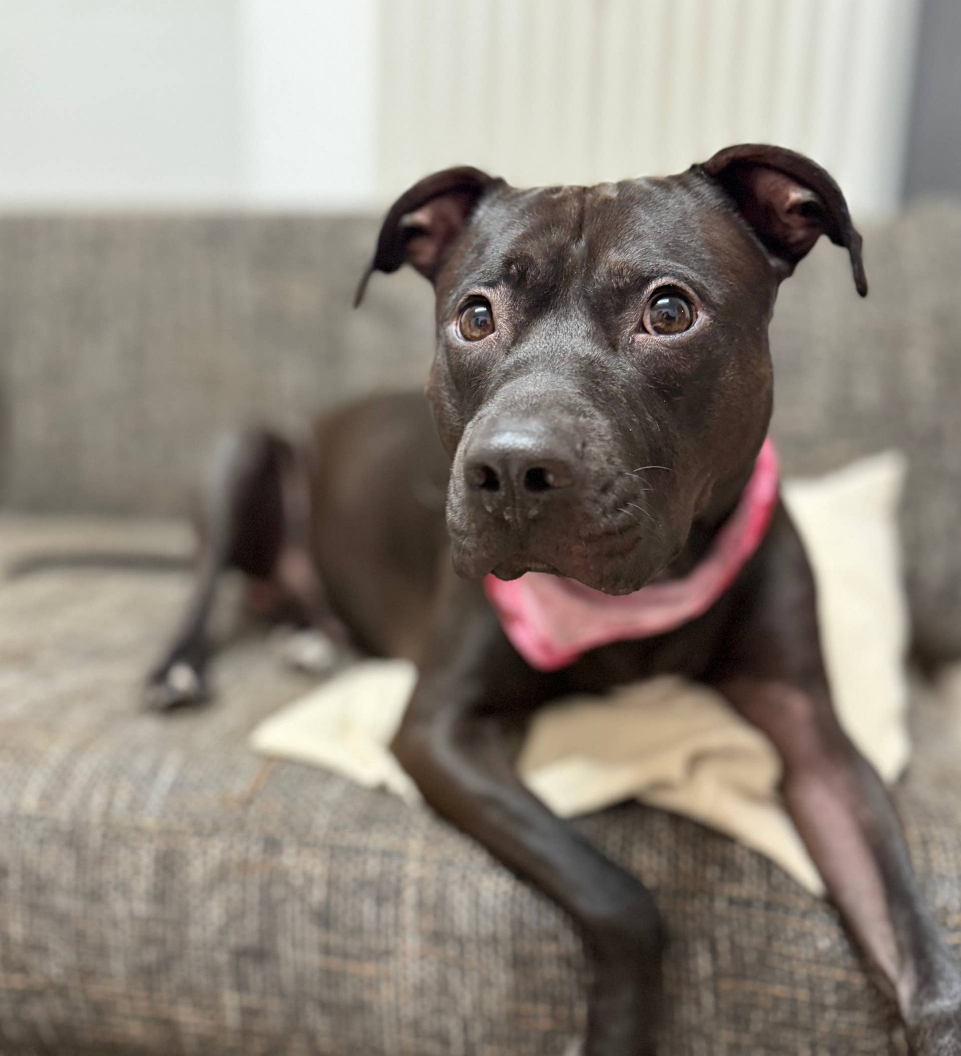 Pit Bull’s Serene Patience During Human Sister’s Fashion Experiment ...