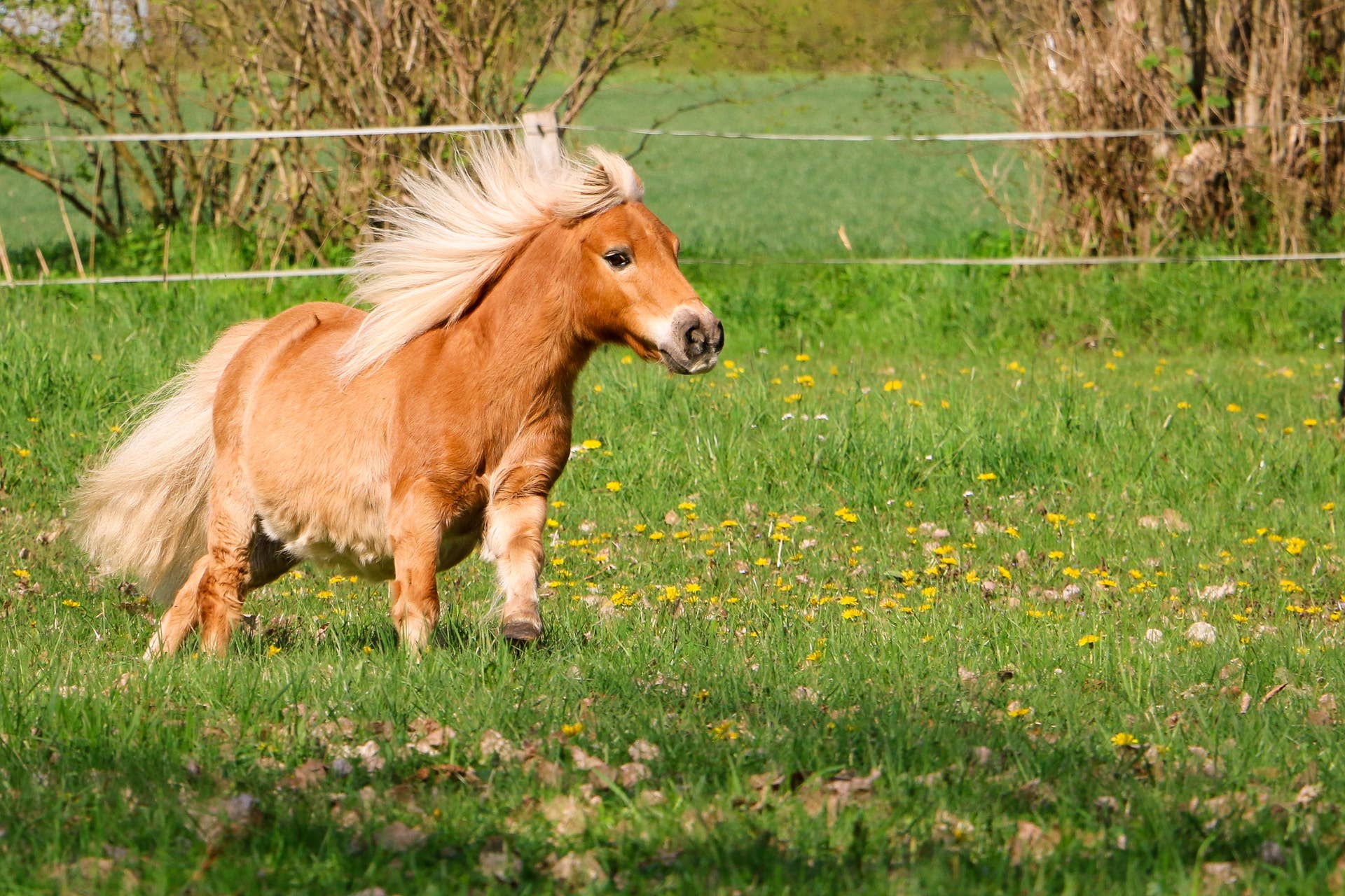 Rambunctious Miniature Pony Wiping Out as She Unleashes Her Zoomies Is ...